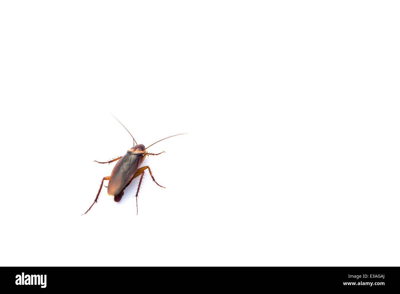 cockroach on white with copy space Stock Photo - Alamy