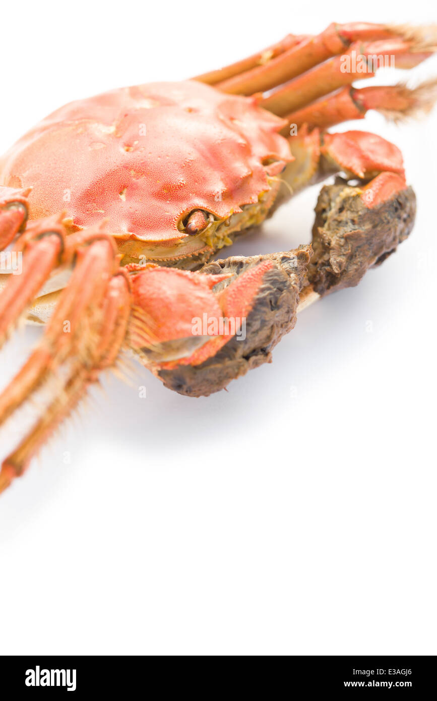 cooked crab on a white background with copy space Stock Photo - Alamy