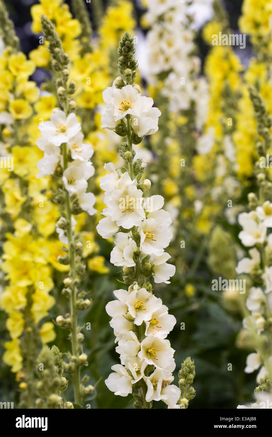 Spikes of Verbascum growing in an English garden. Mullein flowers Stock ...