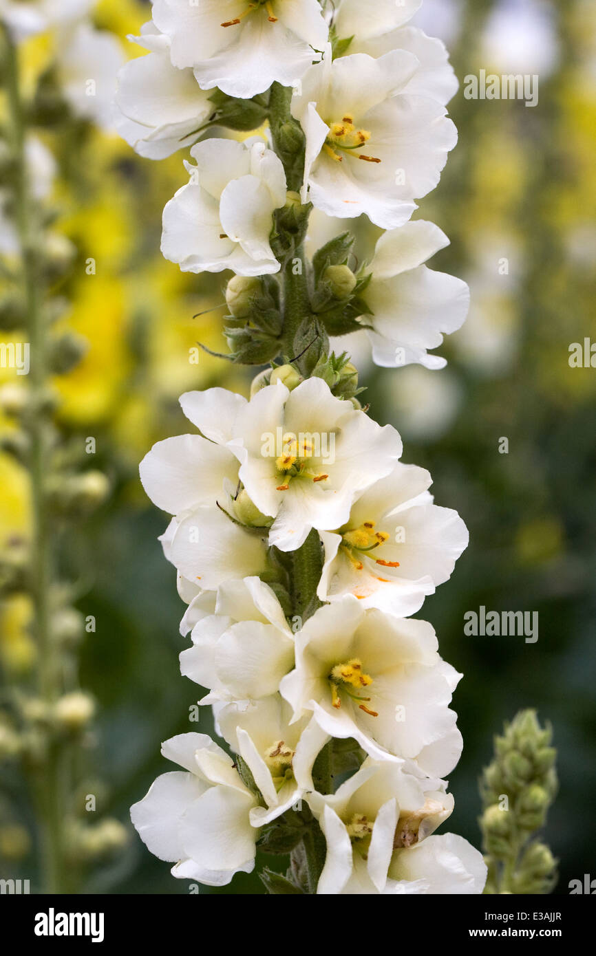 Spikes of Verbascum growing in an English garden. Mullein flowers Stock ...