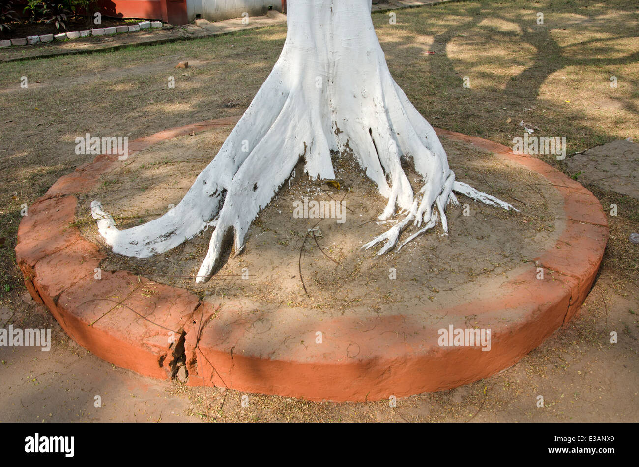 white painted tree roots in asia park Stock Photo - Alamy