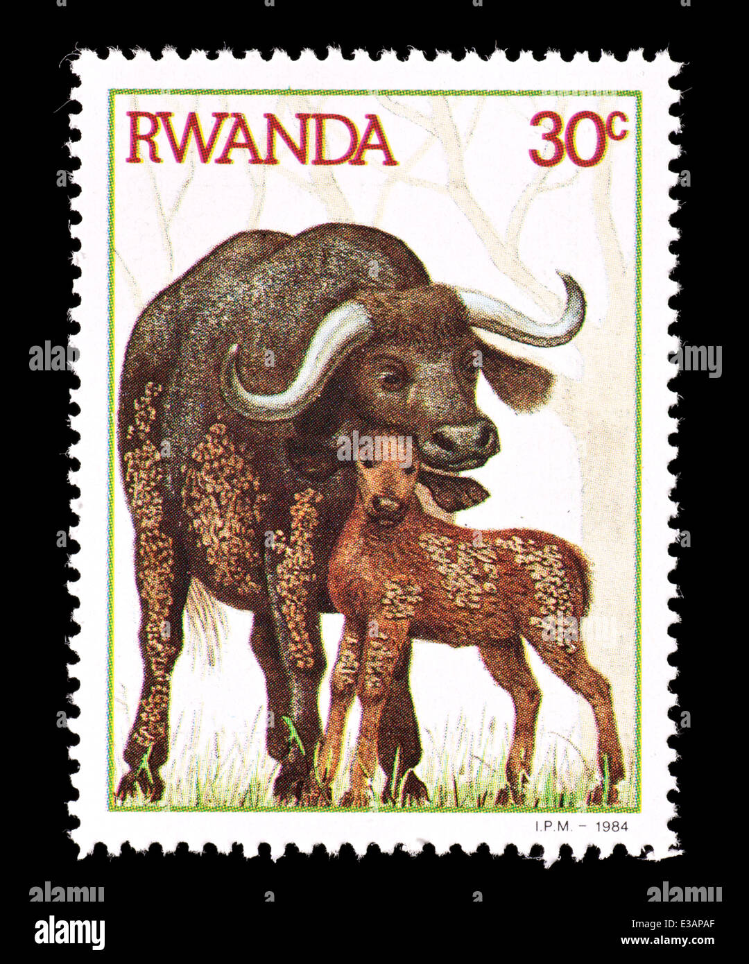 Postage stamp from Rwanda depicting a buffalo and calf Stock Photo - Alamy