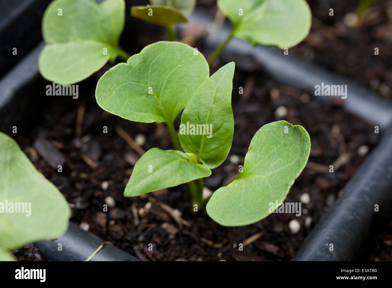 First Seed Plants