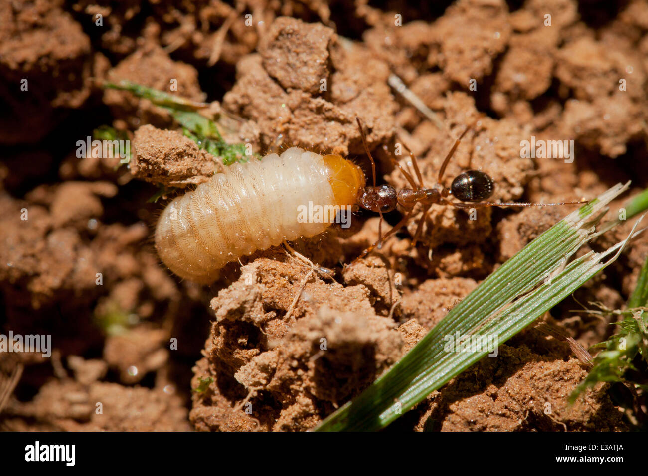 Fire ant dragging a grub - USA Stock Photo - Alamy