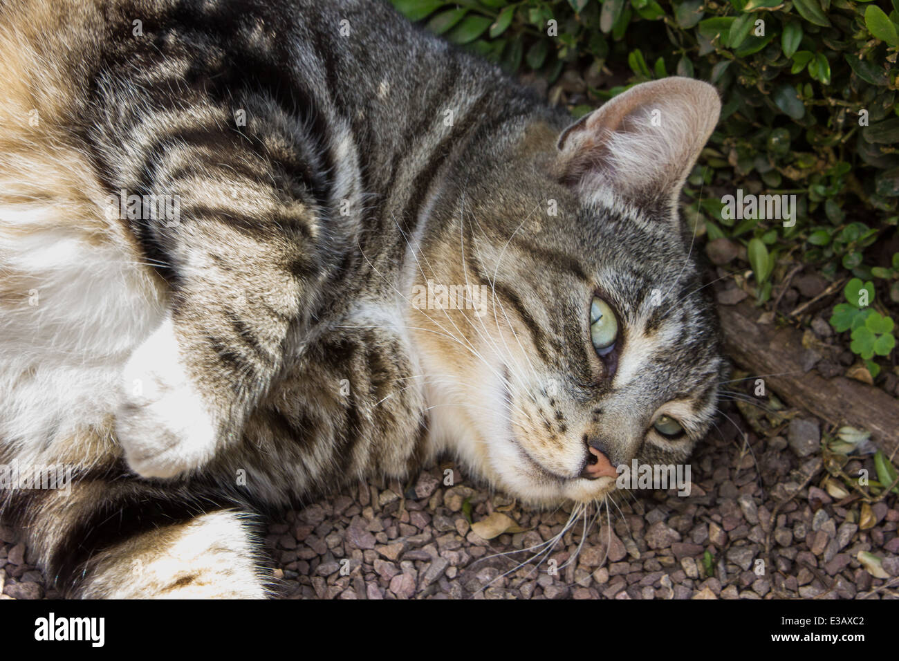 Primrose, one of the resident cats of Hampton Court Castle in ...