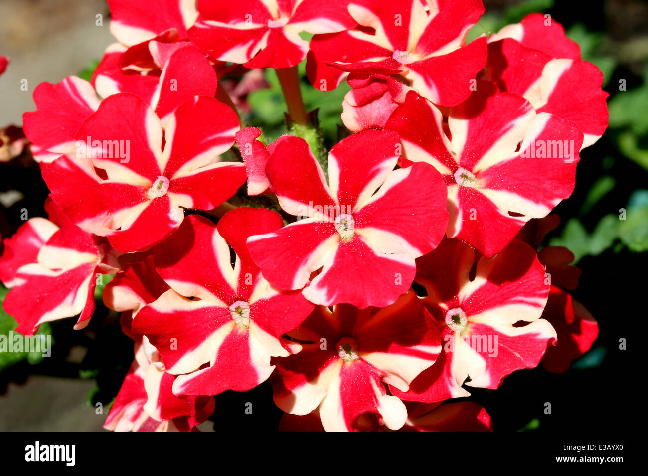 Red white verbena hi-res stock photography and images - Alamy