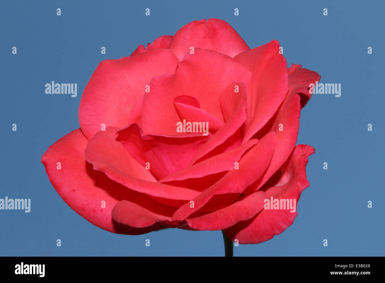 Close up shot of Pink Rose flower, with blue sky background Stock Photo ...