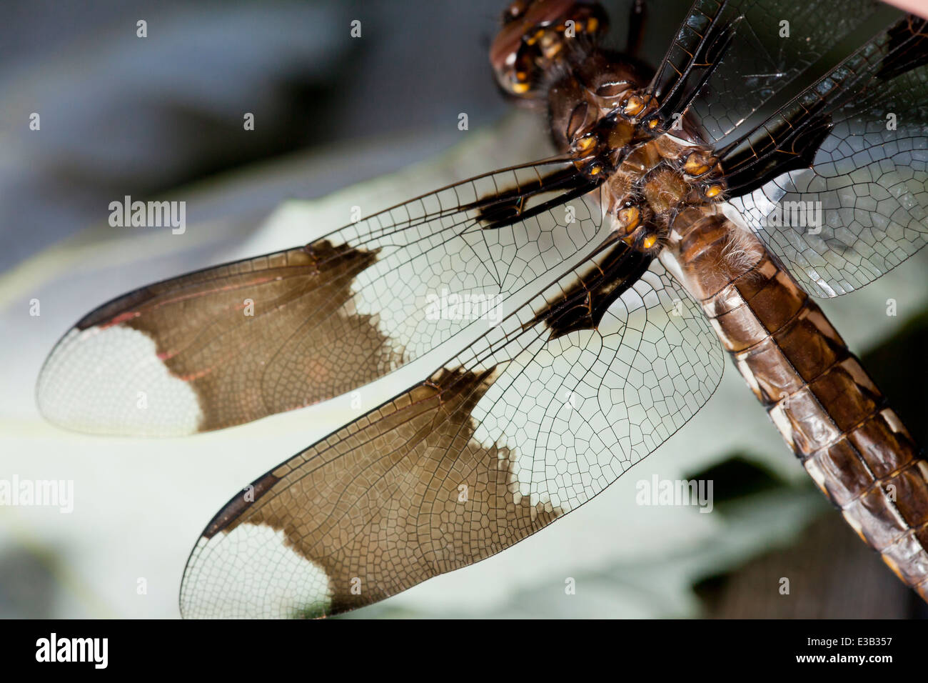 Common whitetail skimmer dragonfly hi-res stock photography and images ...