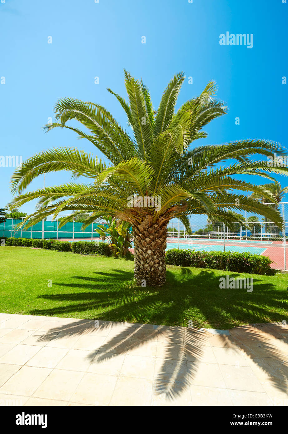 Palm trees Cyprus Stock Photo - Alamy