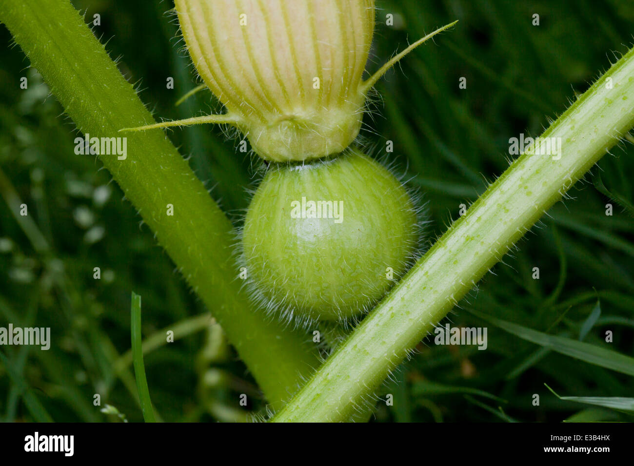 New acorn squash bulb and flower - USA Stock Photo - Alamy