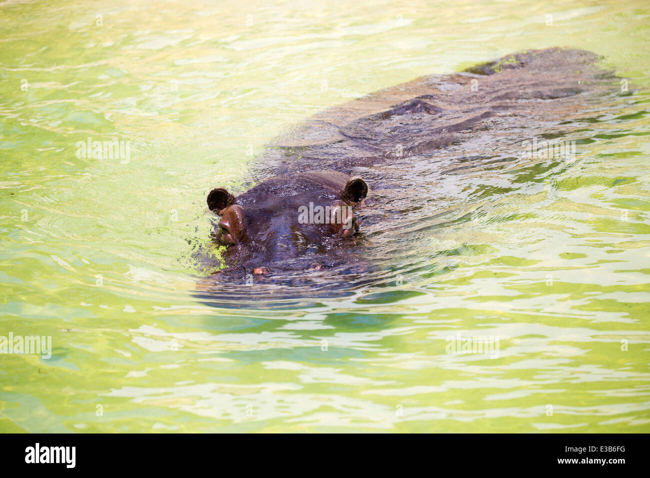 Hippopotamus floating in the water Stock Photo - Alamy