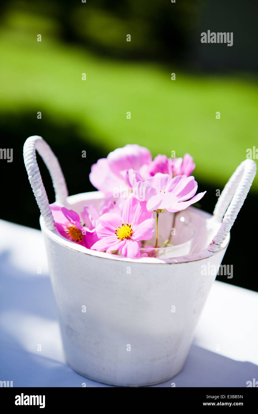 Closeup of decorative pink daisy flowers in bucket on table outdoors on ...