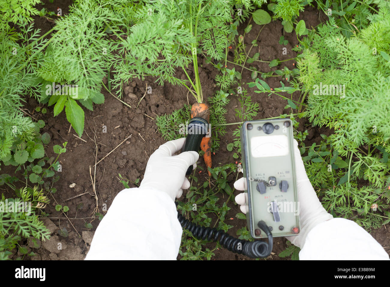 measuring radiation levels of carrot Stock Photo - Alamy