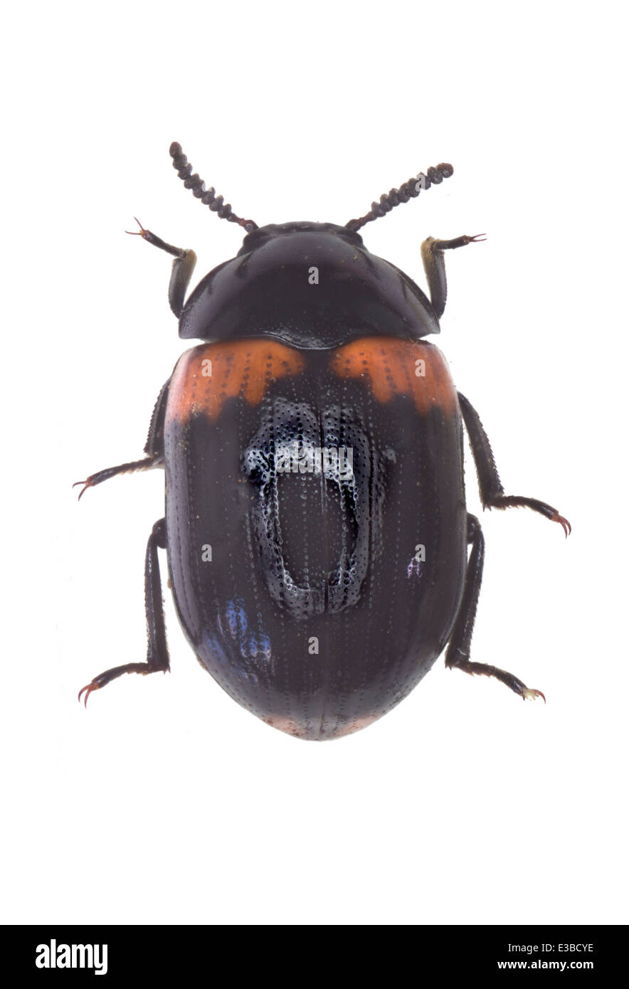 Centaurus beetle hi-res stock photography and images - Alamy