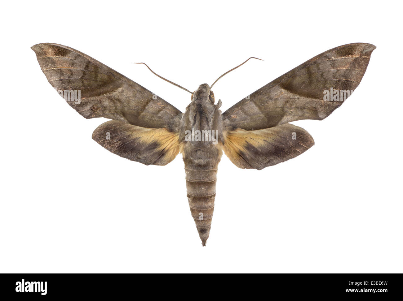 Lepidoptera Sphingidae Pink Hawk Moth, Adhemarius Gannascus. A Very