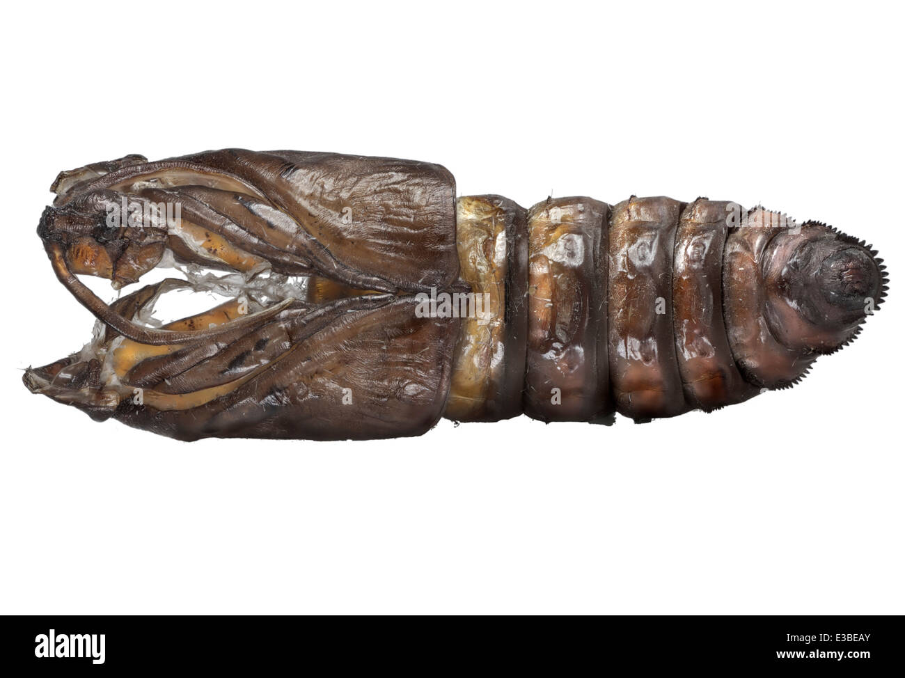 Goat moth cossus cossus pupa hi-res stock photography and images - Alamy