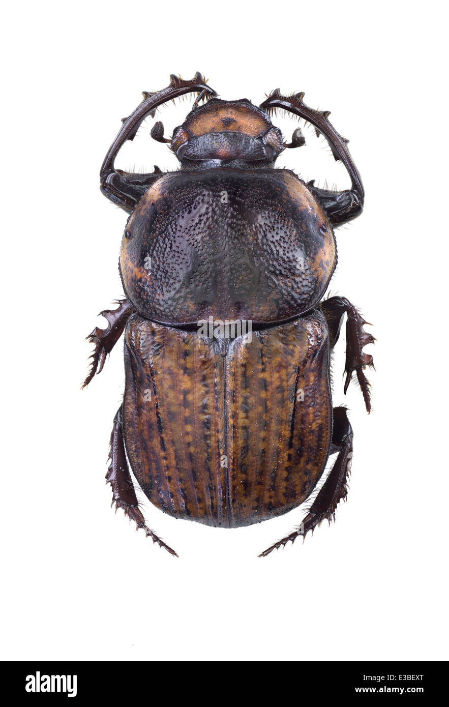 Coleoptera; Buprestidae; Cheironitis ungarica; male; Herbst 1789 Stock ...