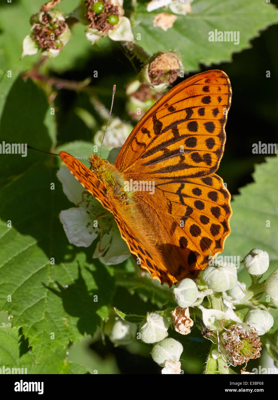 Silver washed fritillary hi-res stock photography and images - Alamy