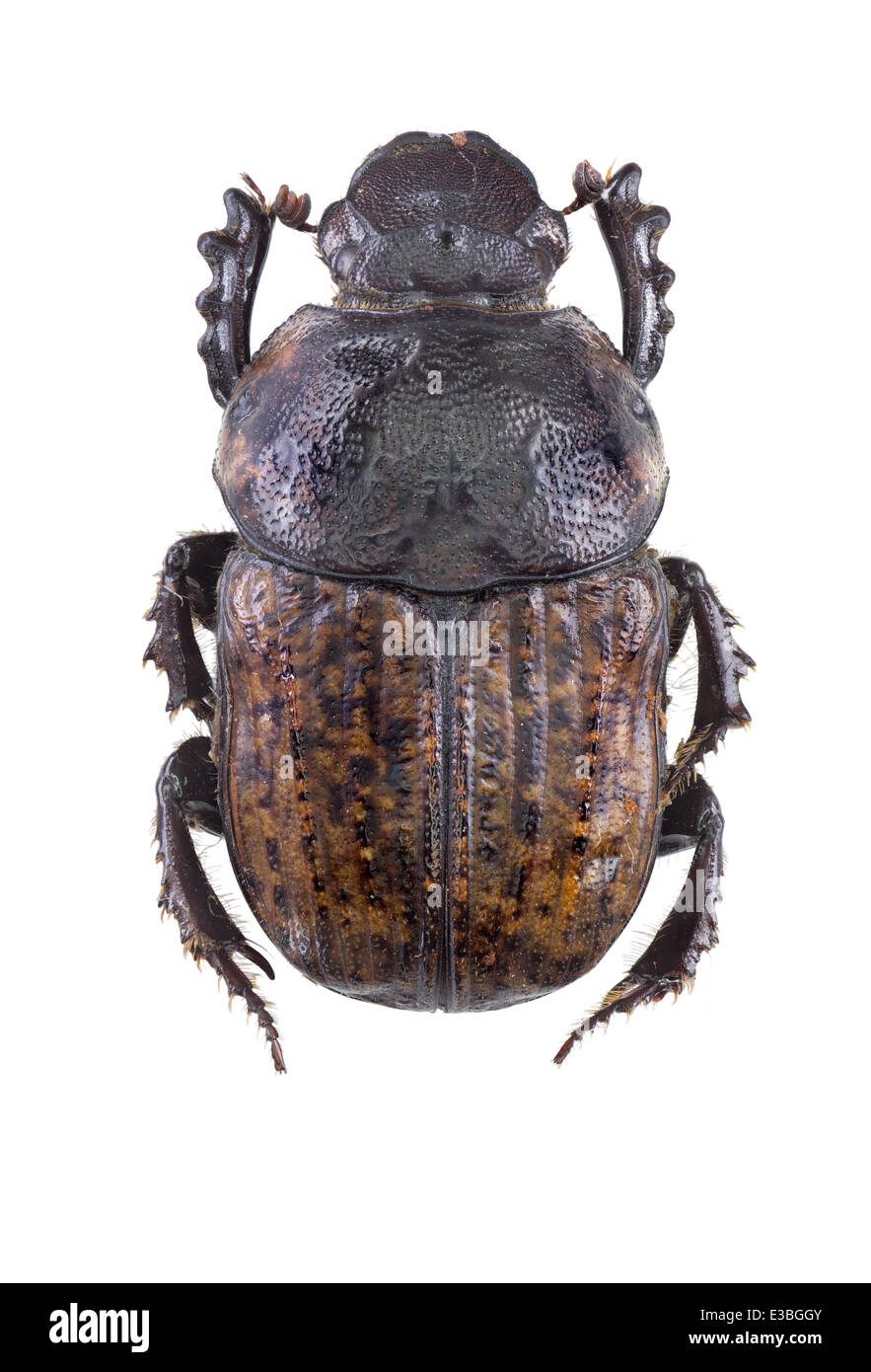 Coleoptera; Buprestidae; Cheironitis ungarica; female; Herbst 1789 ...