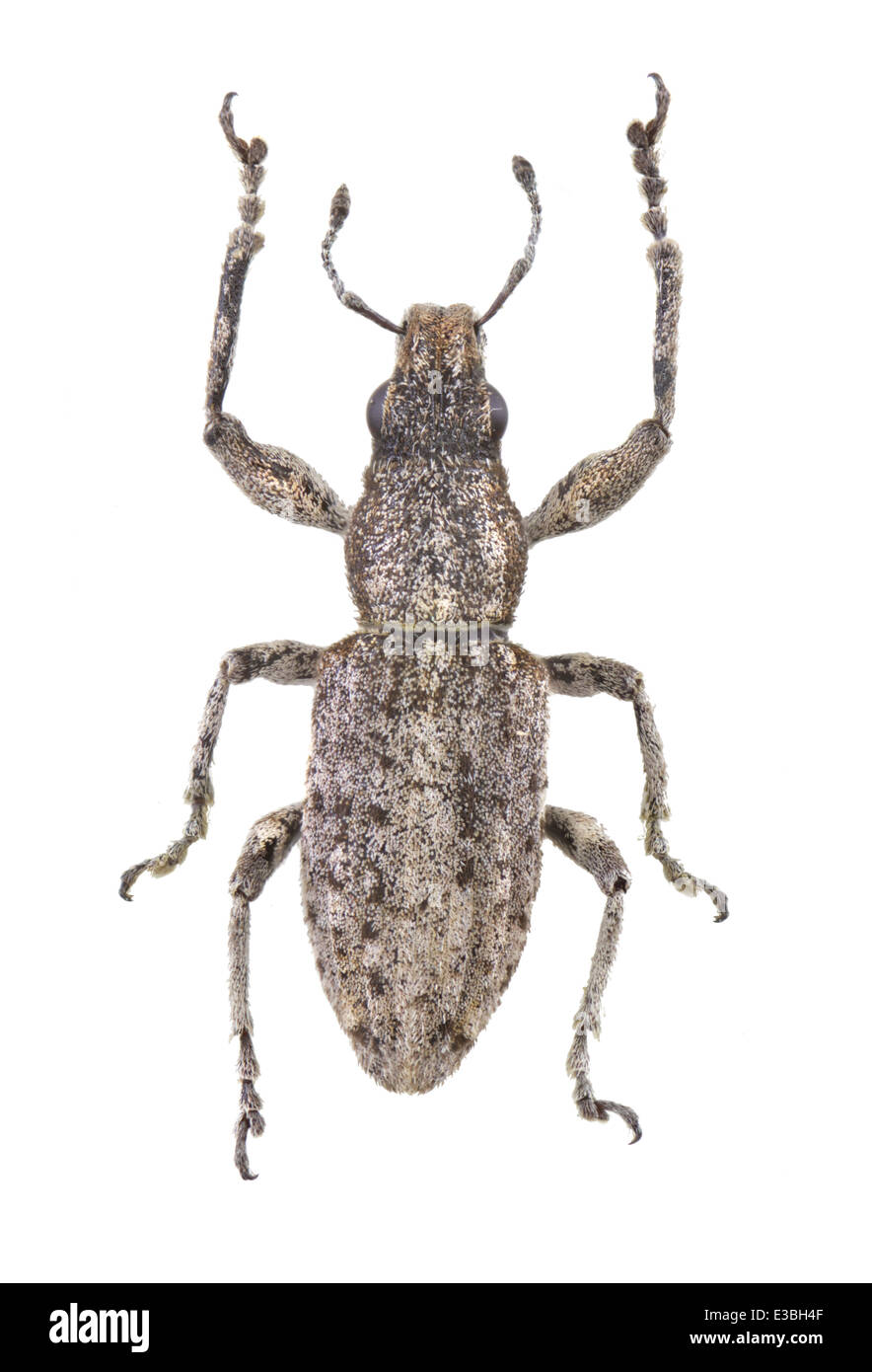 Coleoptera; Curculionidae; Charagmus griseus; Fabricius 1775; Sitona ...