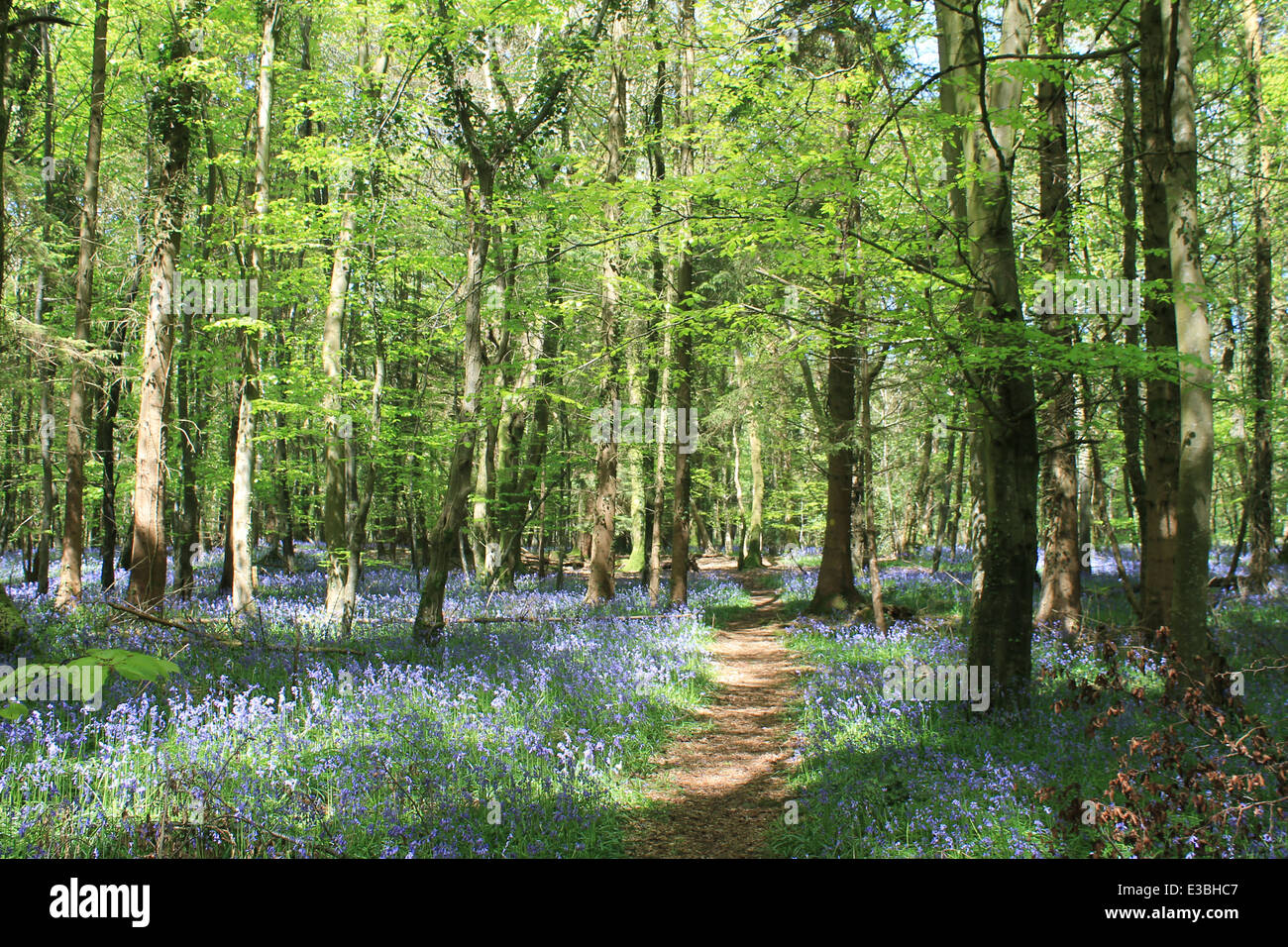 A carpet of bluebells in Radnall Wood between Breamore and Rockbourne ...