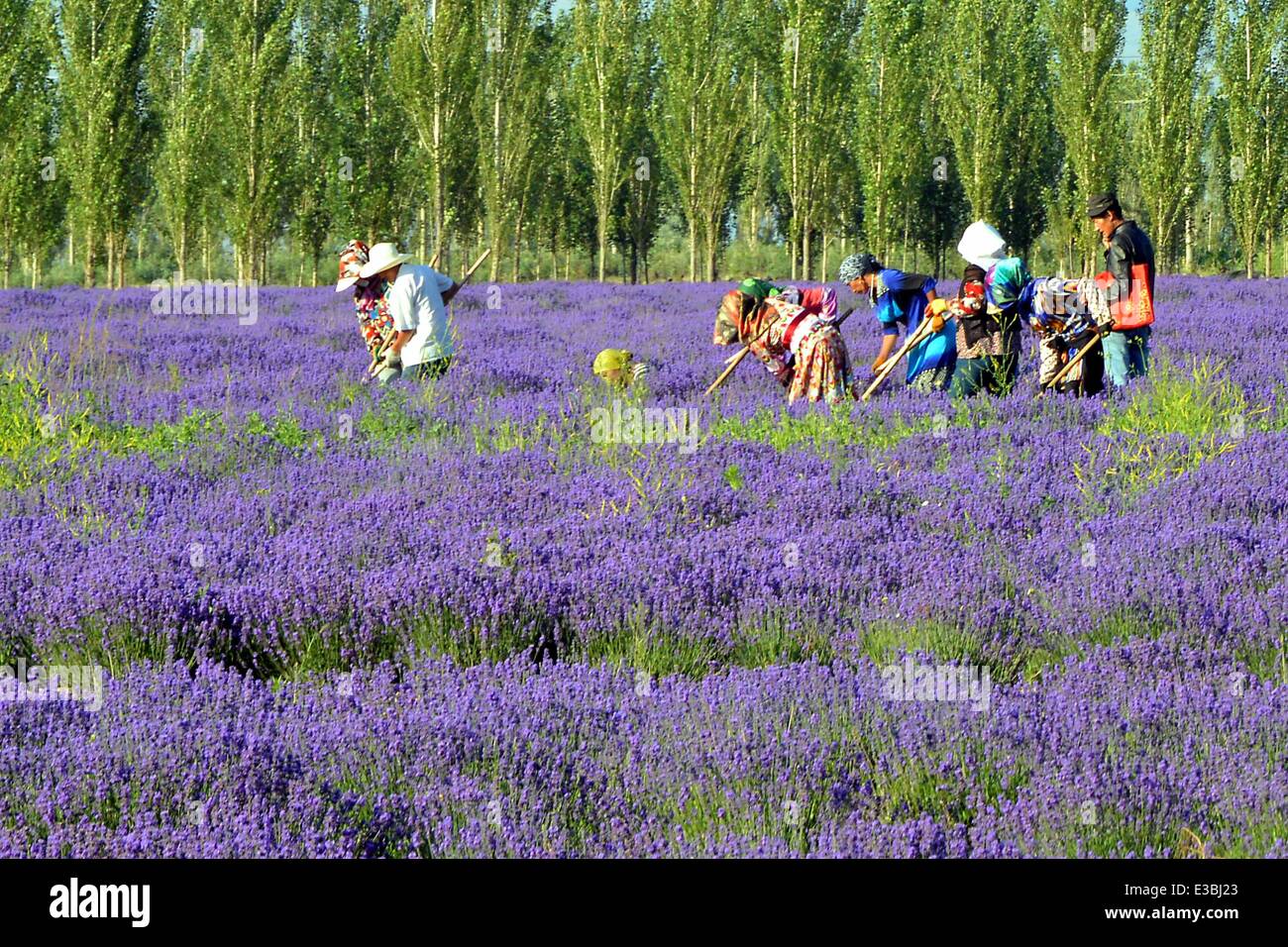 Yining, China's Xinjiang Uygur Autonomous Region. 22nd June, 2014 ...