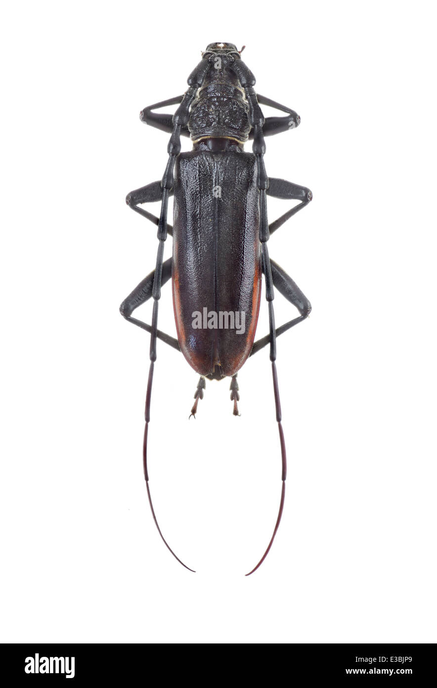 Coleoptera; cerambycidae; Cerambyx welensii; female; Küster 1846; L ...