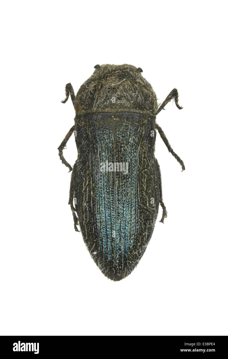 Buprestidae Cut Out Stock Images & Pictures - Alamy