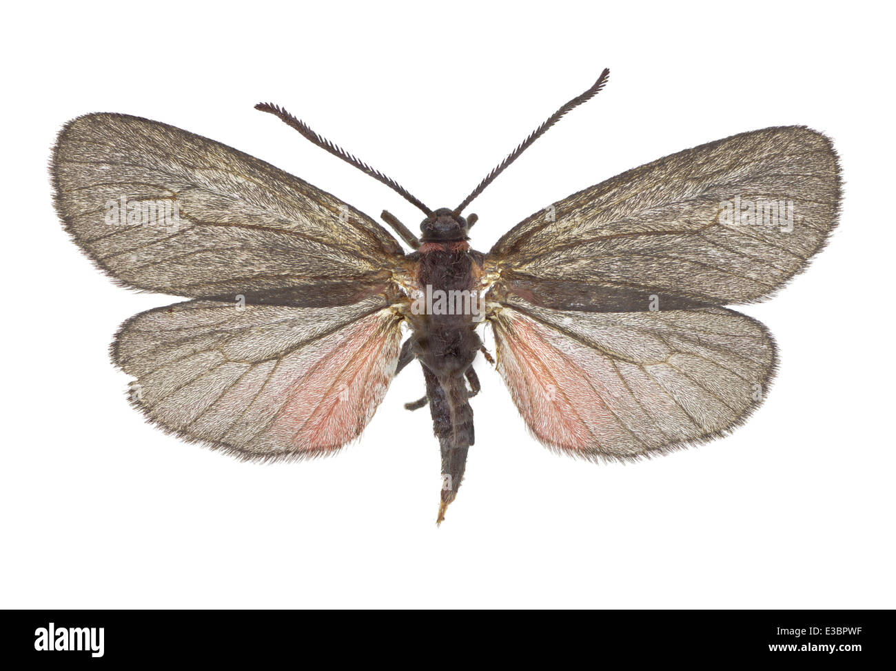 Almmond tree Cut Out Stock Images & Pictures - Alamy