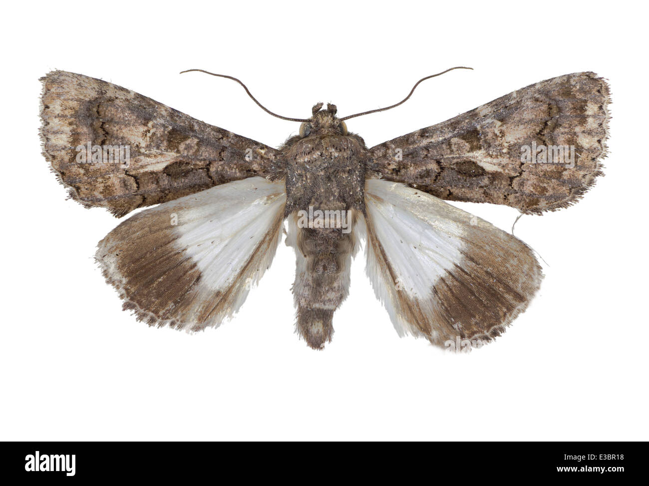 Lepidoptera; Noctuidae; Aedia leucomelas; Linnaeus 1758 Stock Photo - Alamy