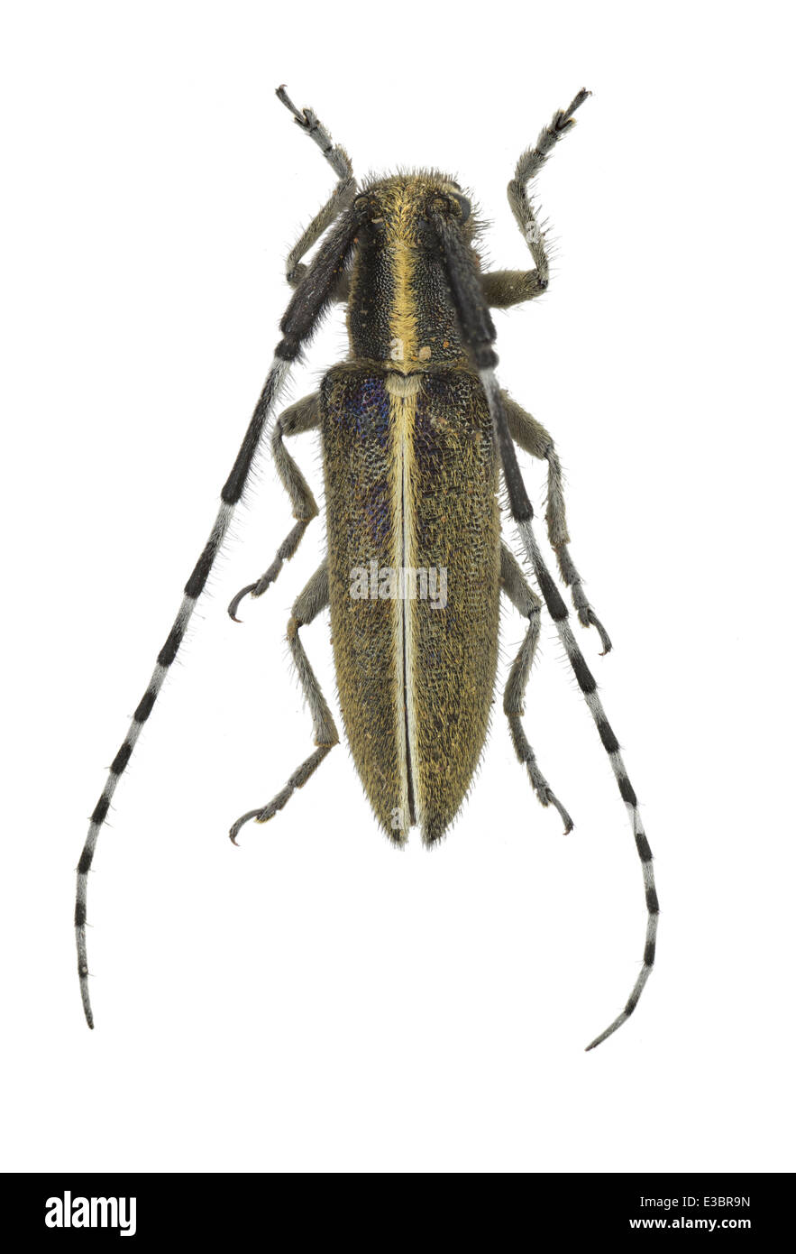 Coleoptera; Cerambycidae; Agapanthia cardui; Linnaeus 1767 Stock Photo ...