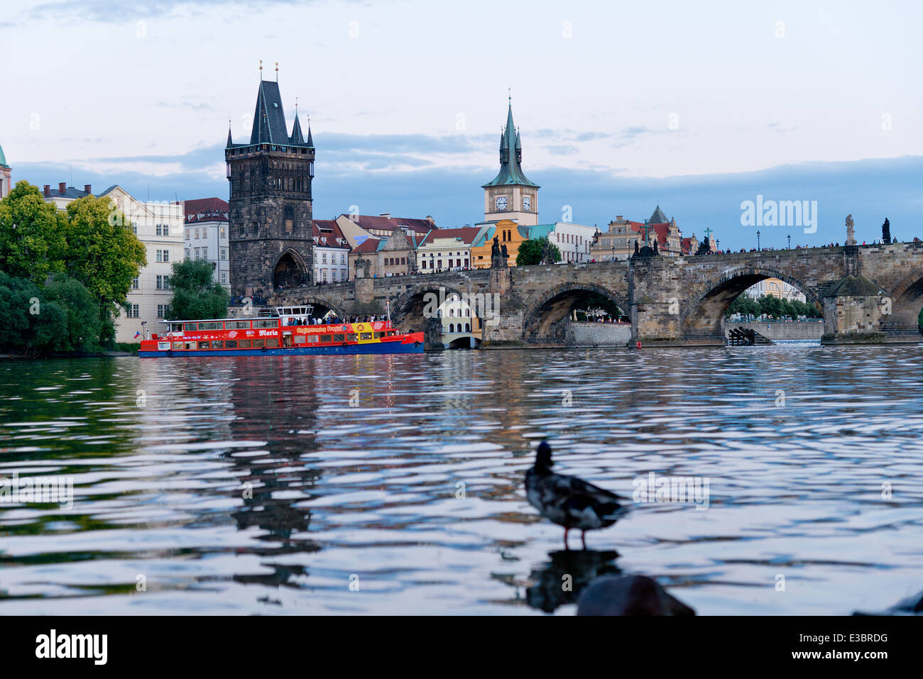 Duck On The Vltava River In Prague At Dusk, Czech Republic Stock Photo ...