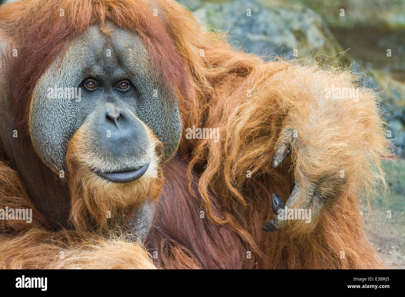 Portrait of Sumatran orangutan (Pongo abelii Stock Photo - Alamy