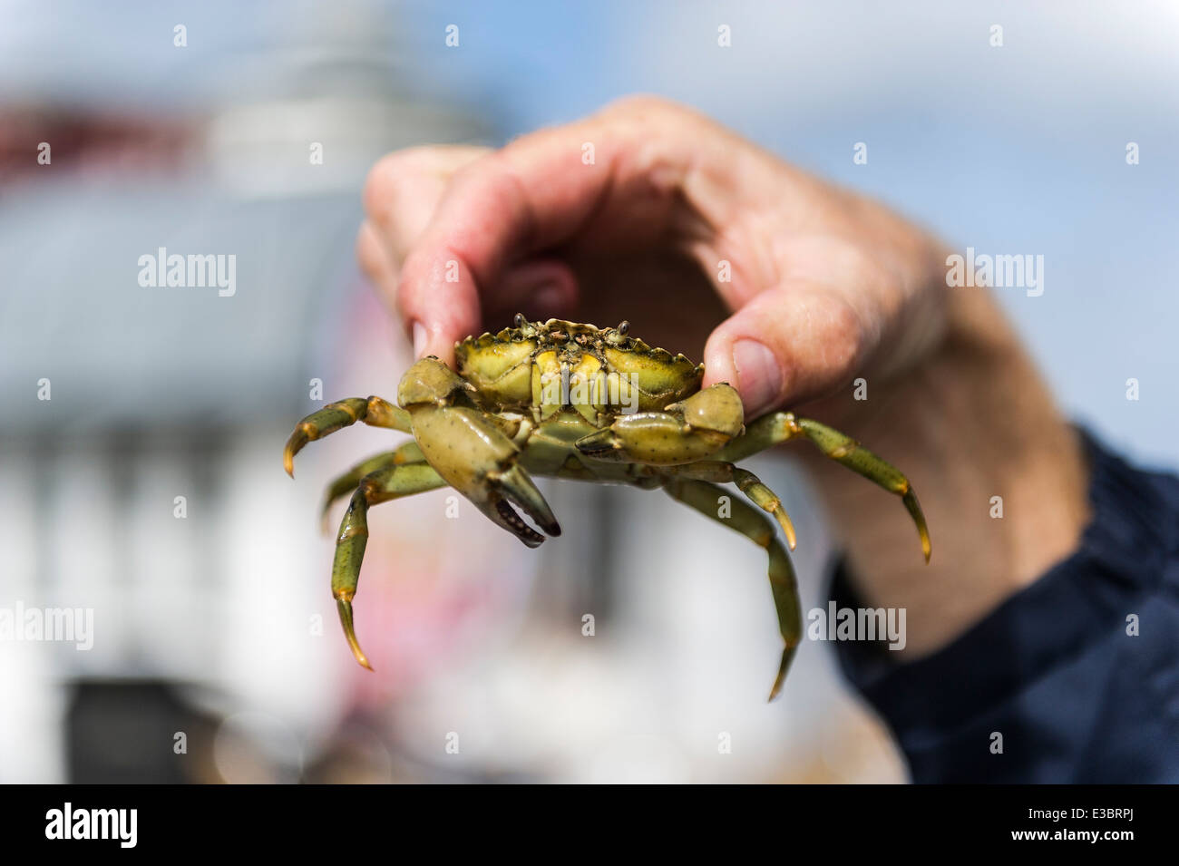 A crab caught by a tourist crabbing off Cromer Pier Stock Photo - Alamy