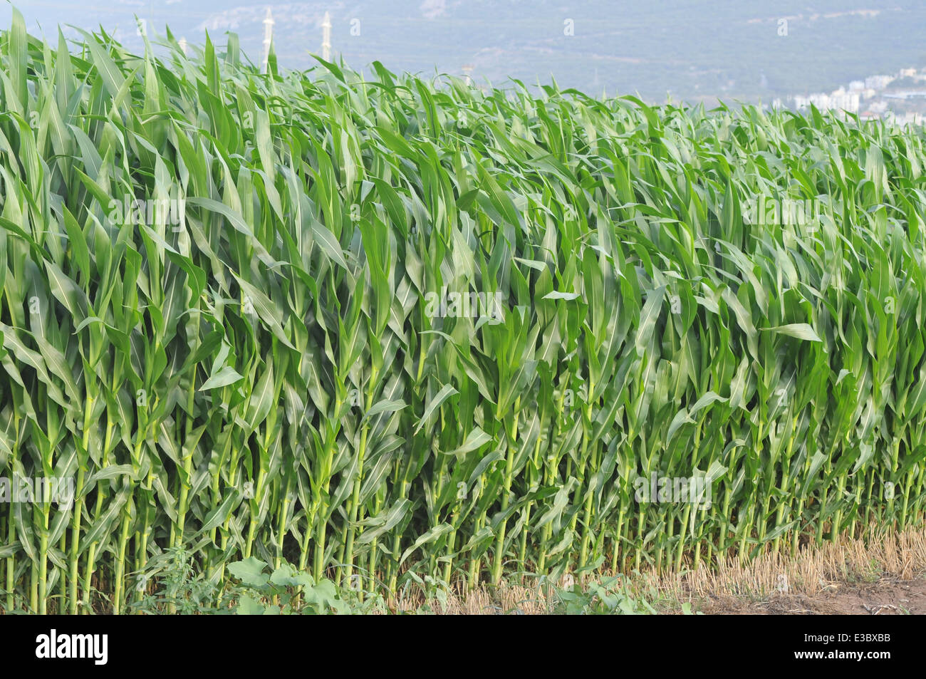 Corn field. Photographed in Haifa Bay, Israel Stock Photo - Alamy