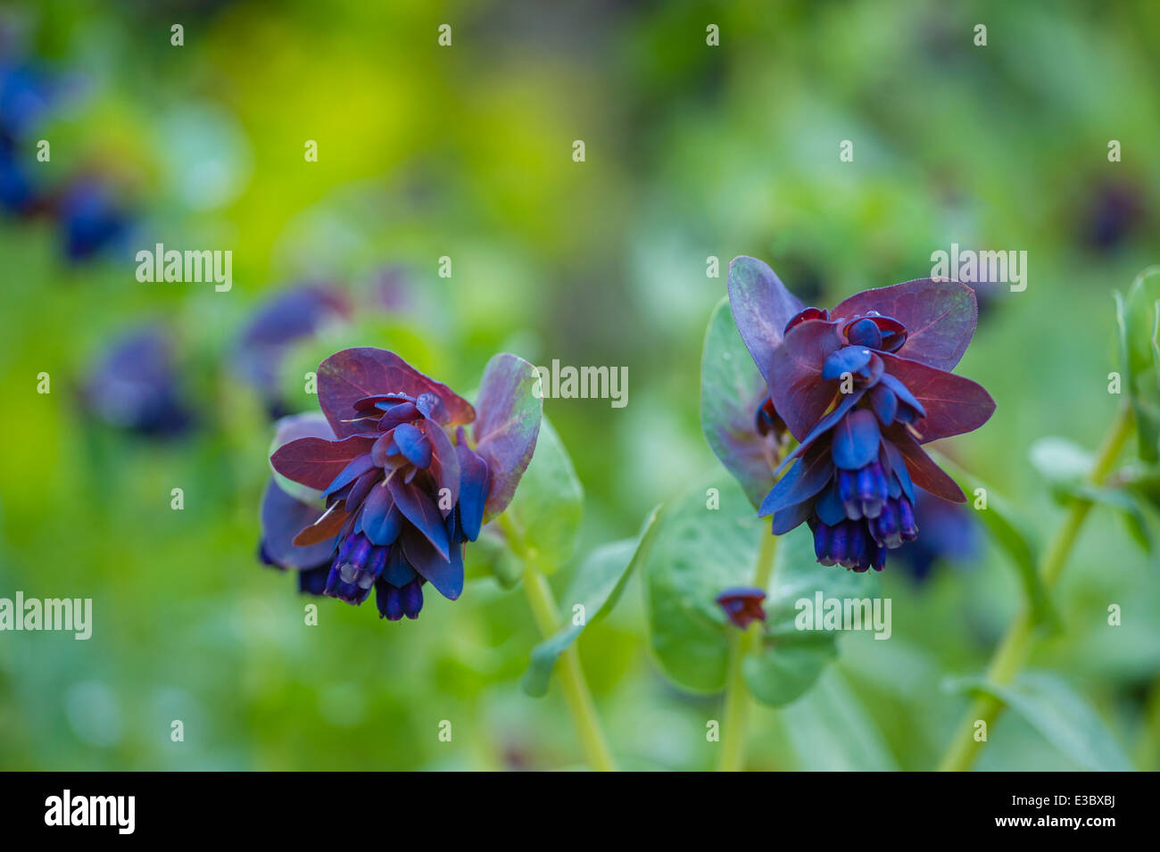 Cerinthe major purpurascens hi-res stock photography and images - Alamy