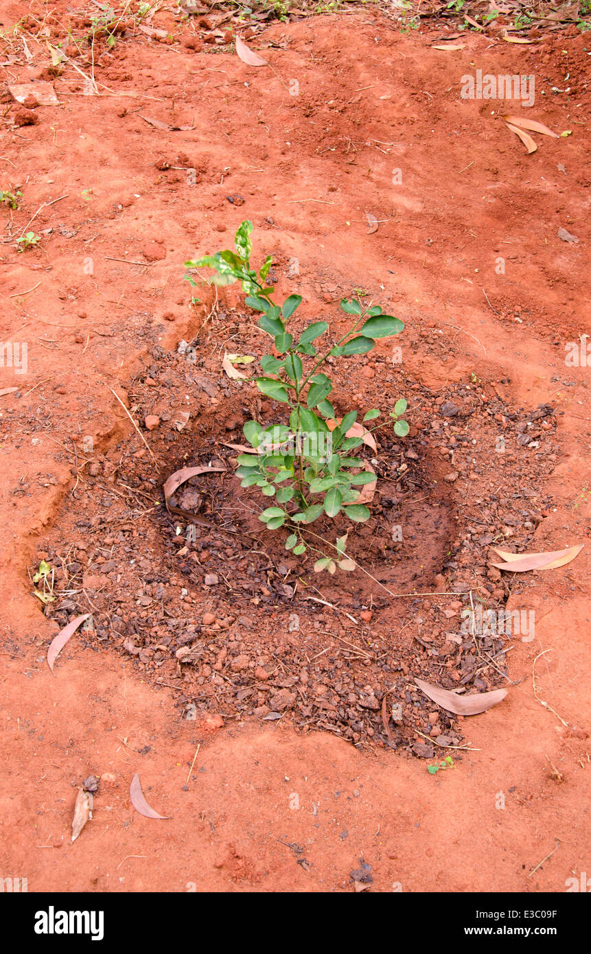 Soil tree seedling hi-res stock photography and images - Alamy