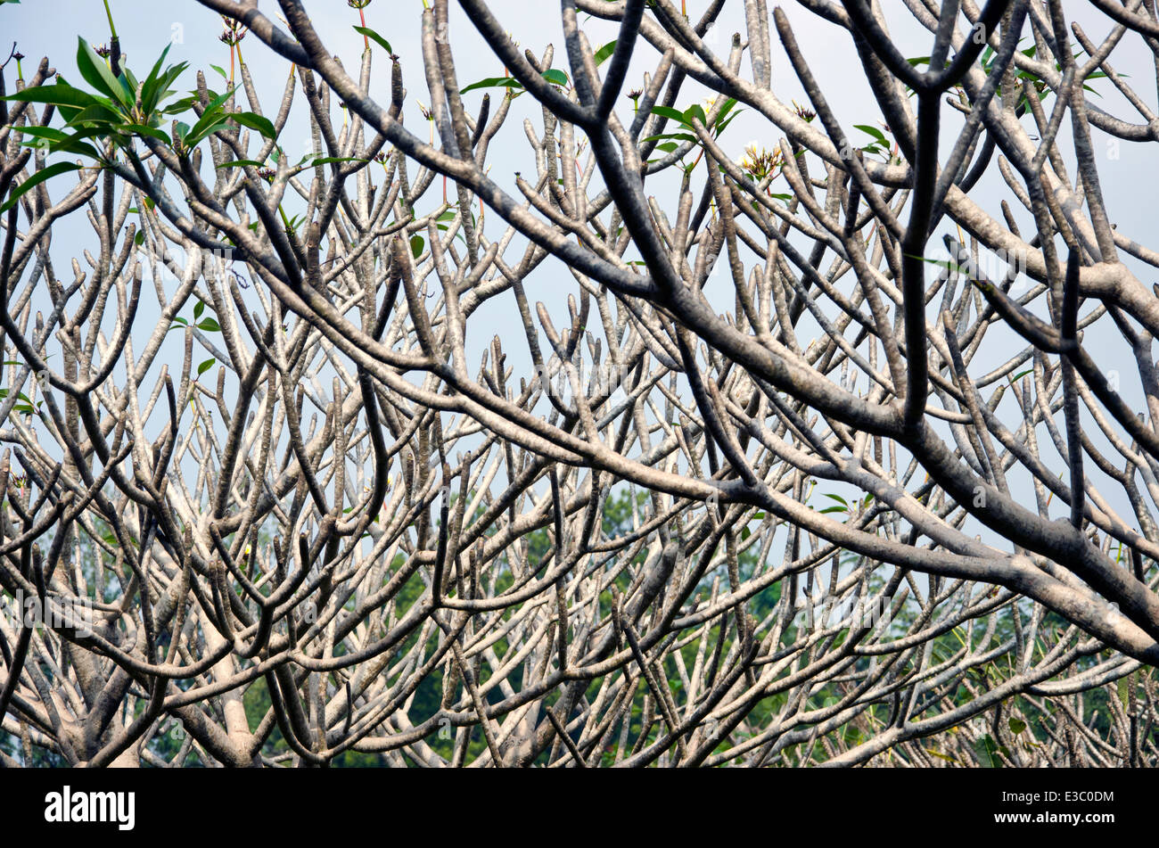tree branch background in park, India Stock Photo - Alamy