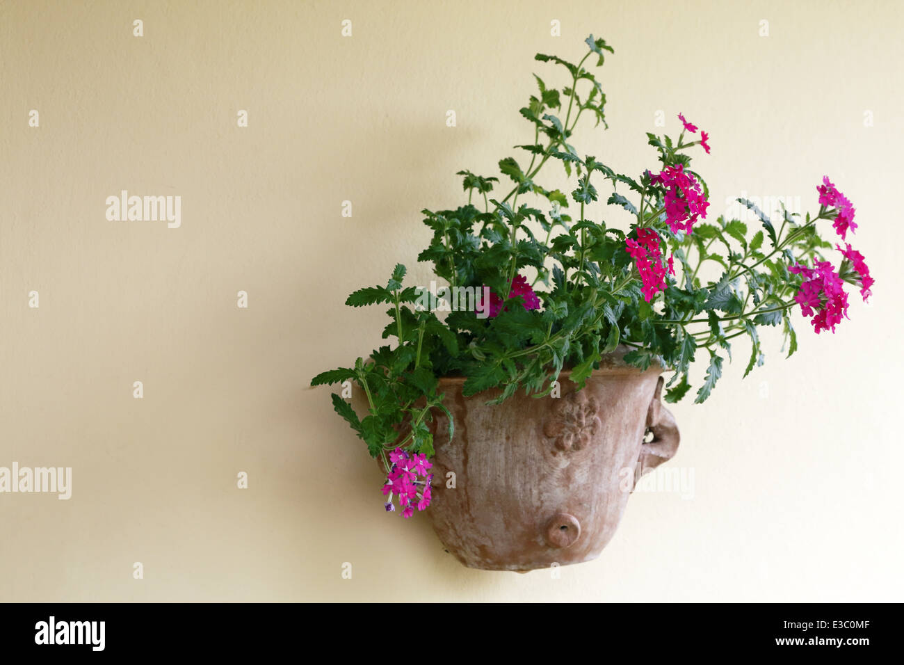 Plant container mounted wall hi-res stock photography and images - Alamy