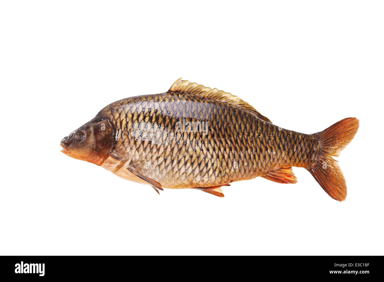 Large specimen of raw common carp Stock Photo - Alamy