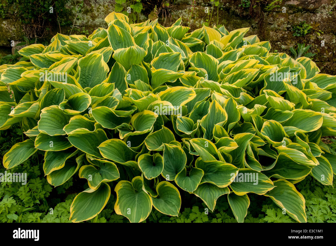 Sagae hi-res stock photography and images - Alamy