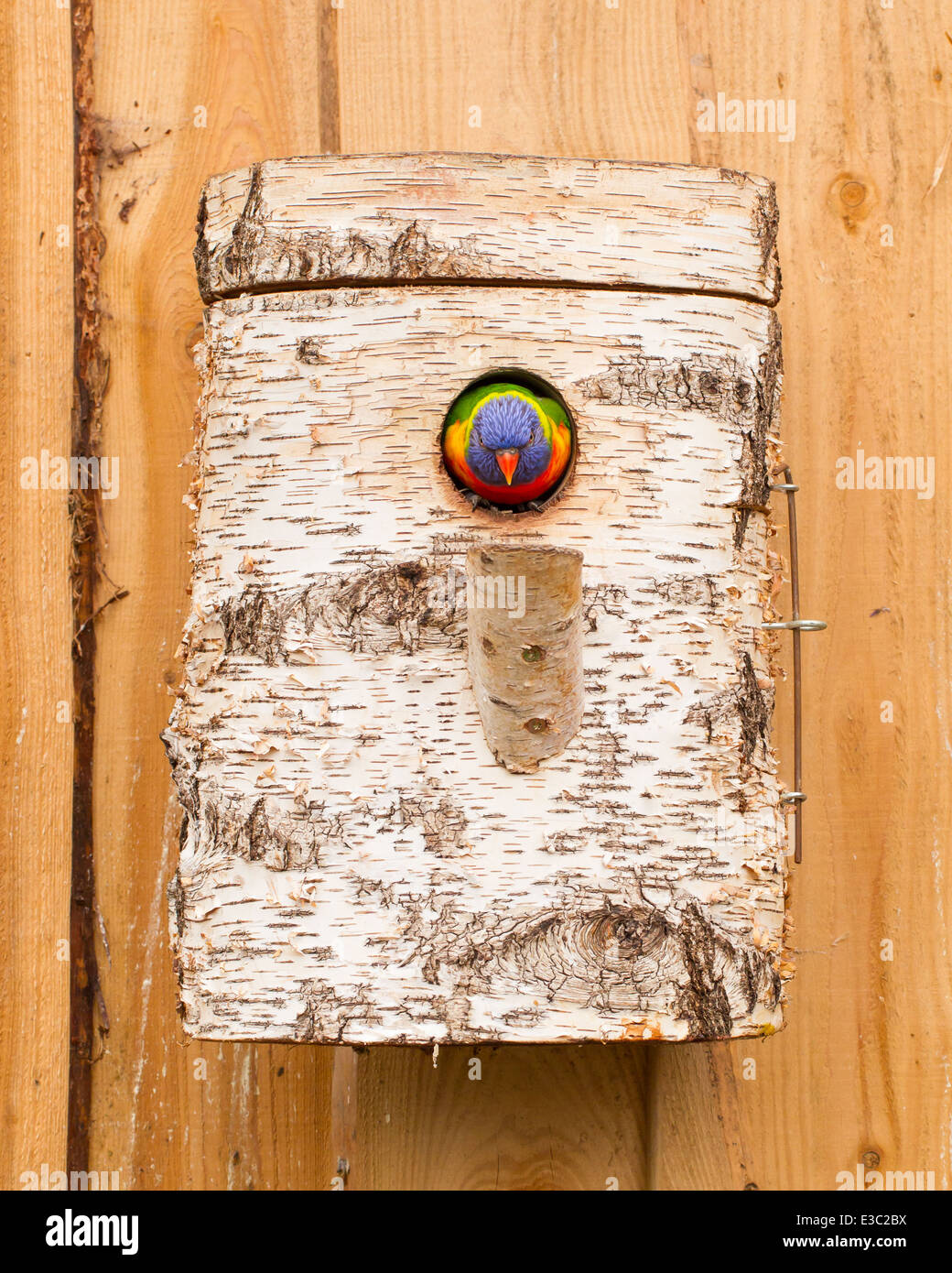 Australian Rainbow Lorikeet, Trichoglossus moluccanus, nest Stock Photo ...