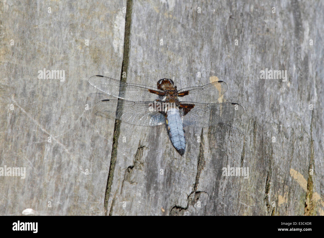 Broad-bodied Chaser Dragonfly Stock Photo - Alamy