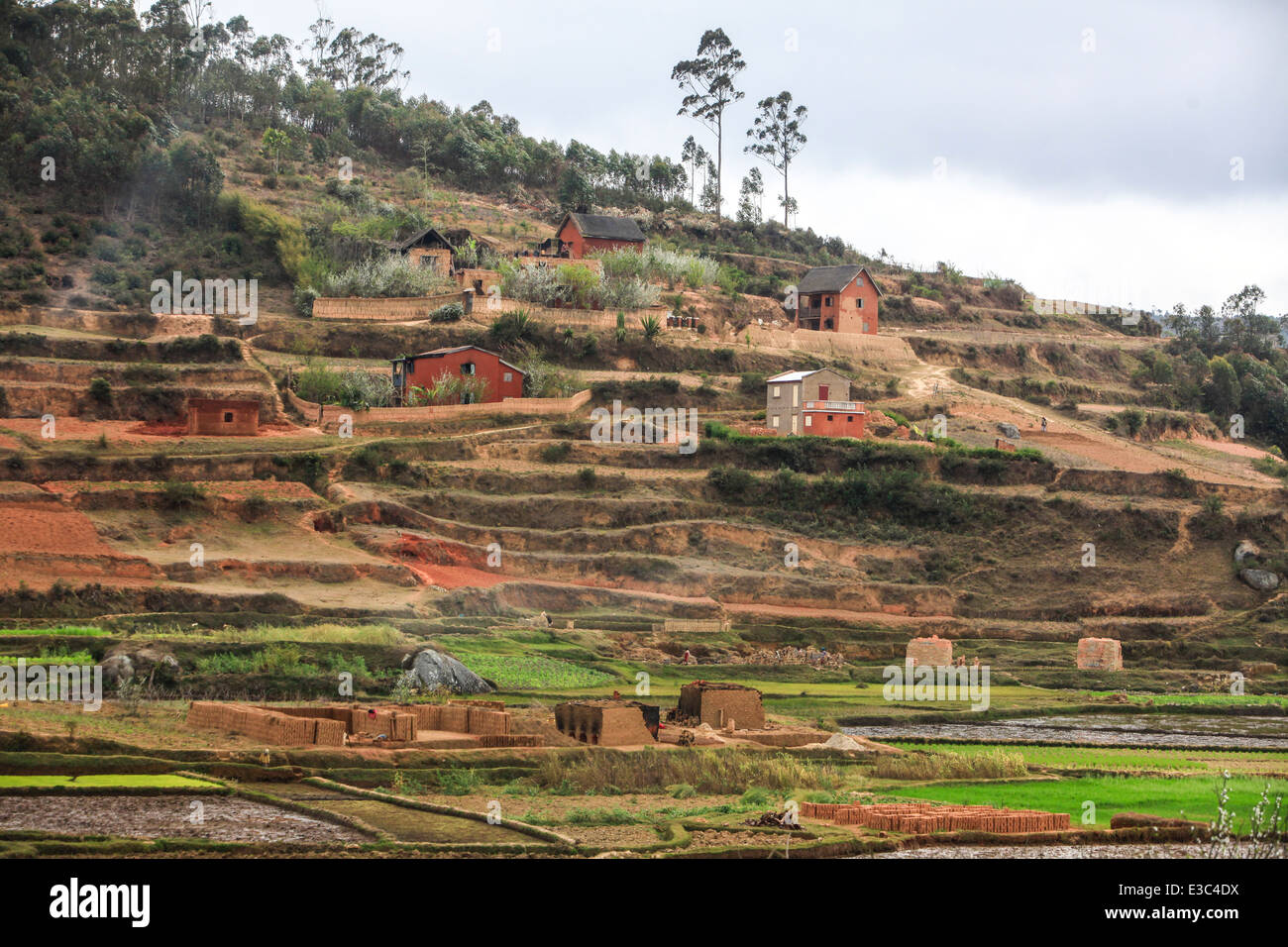 Madagascar rice terrace hi-res stock photography and images - Alamy