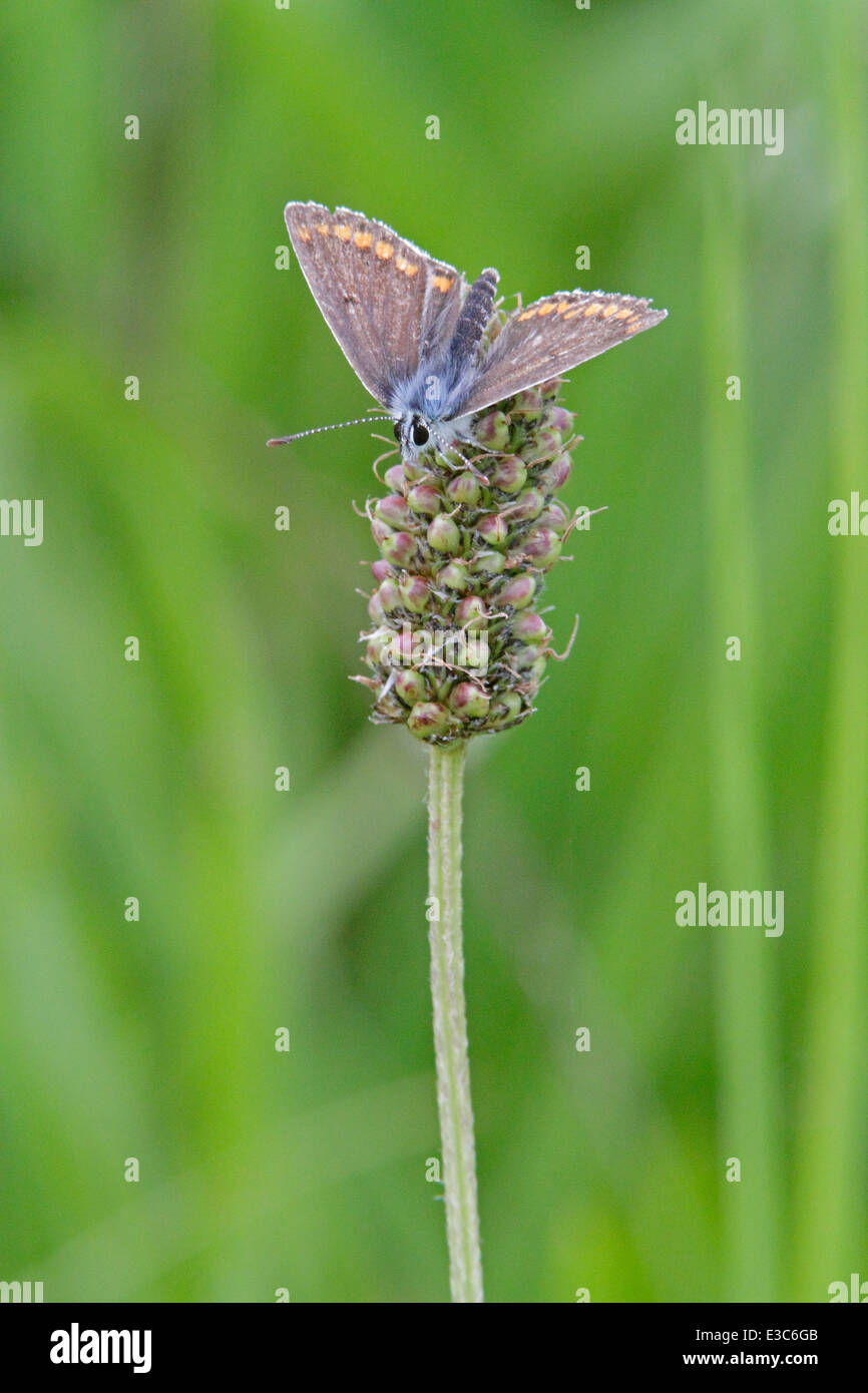 Brown Argus Butterfly Stock Photo - Alamy