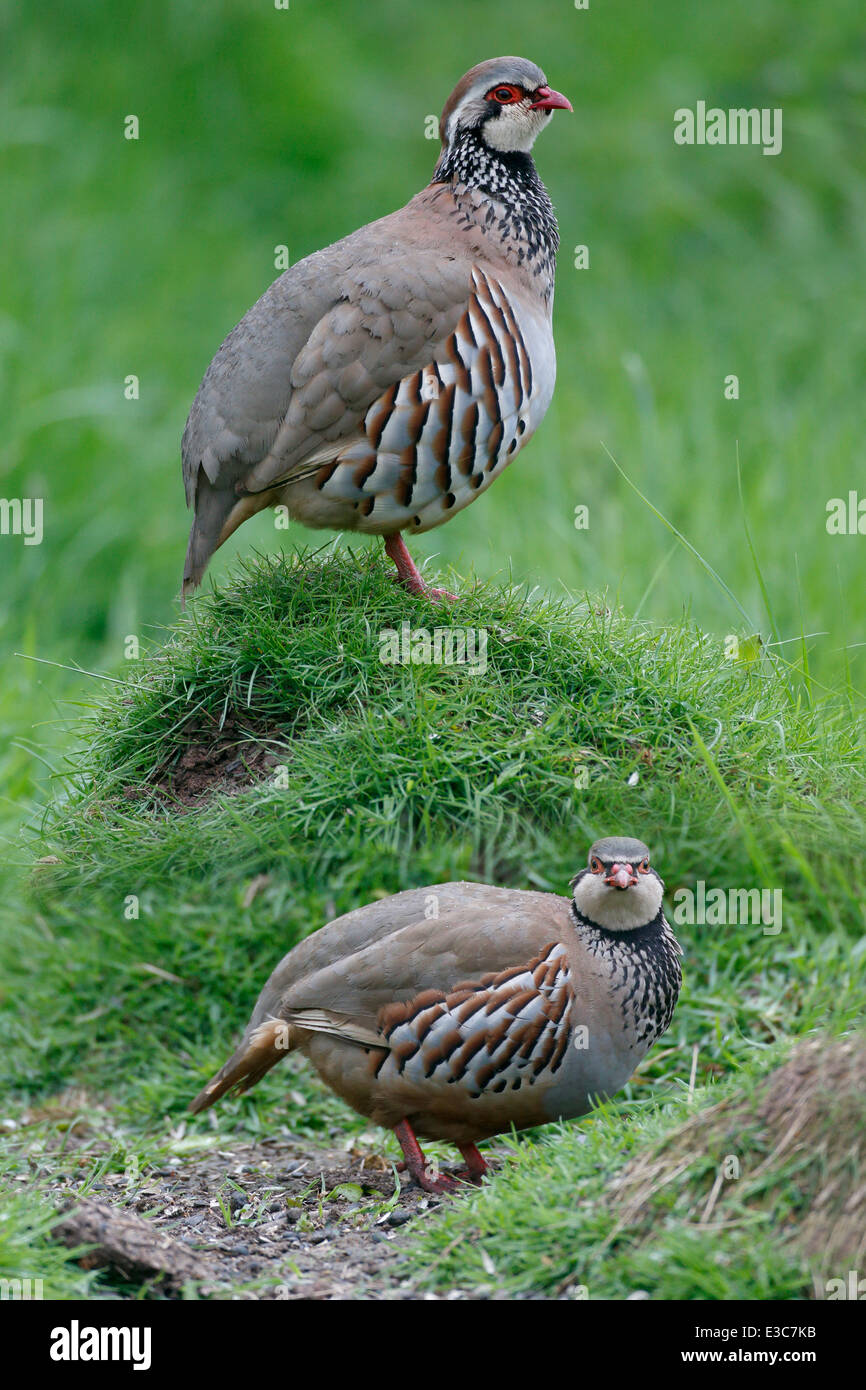 Red partridge birds hi-res stock photography and images - Alamy