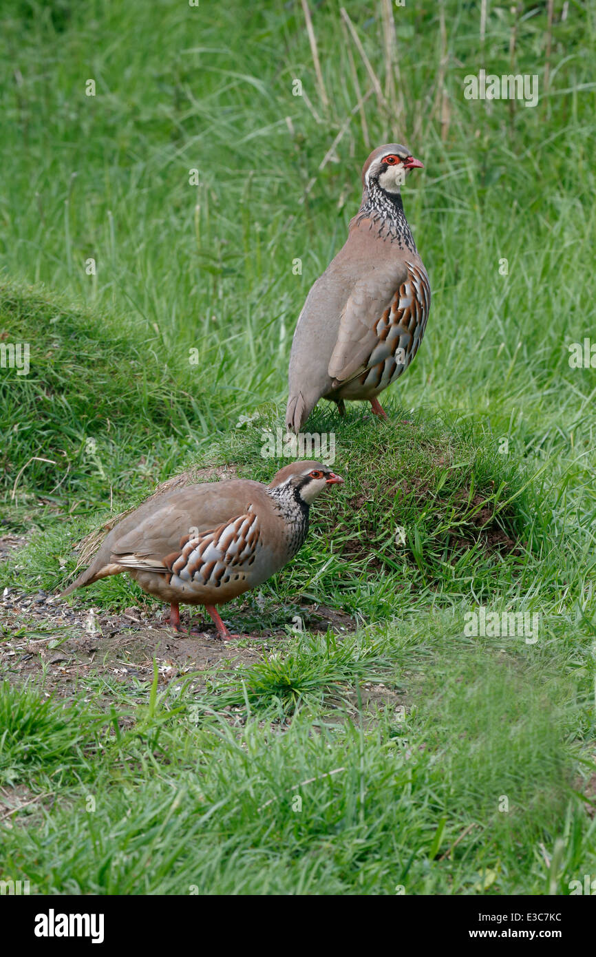 Red partridge birds hi-res stock photography and images - Alamy