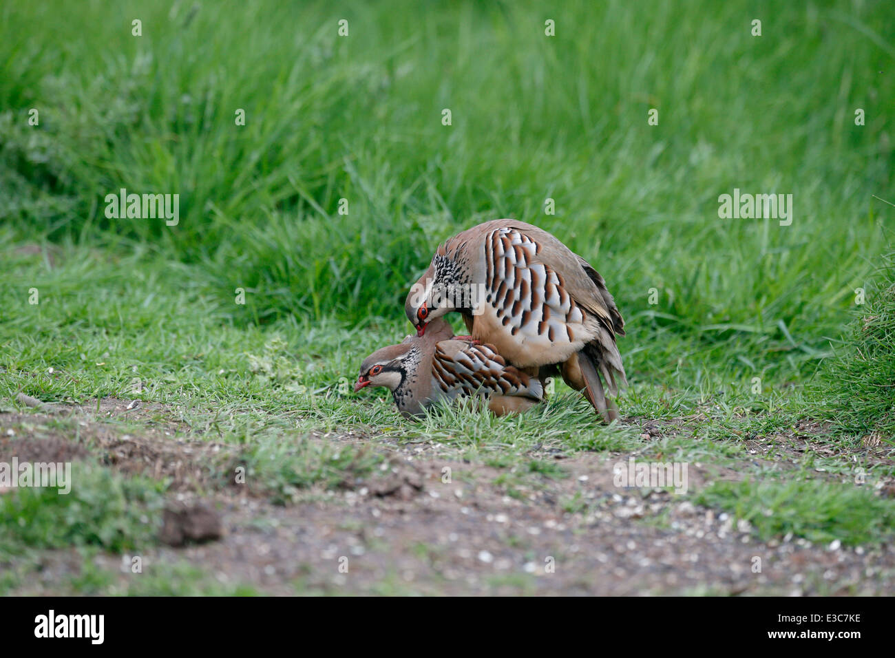 Birds mating hi-res stock photography and images - Alamy