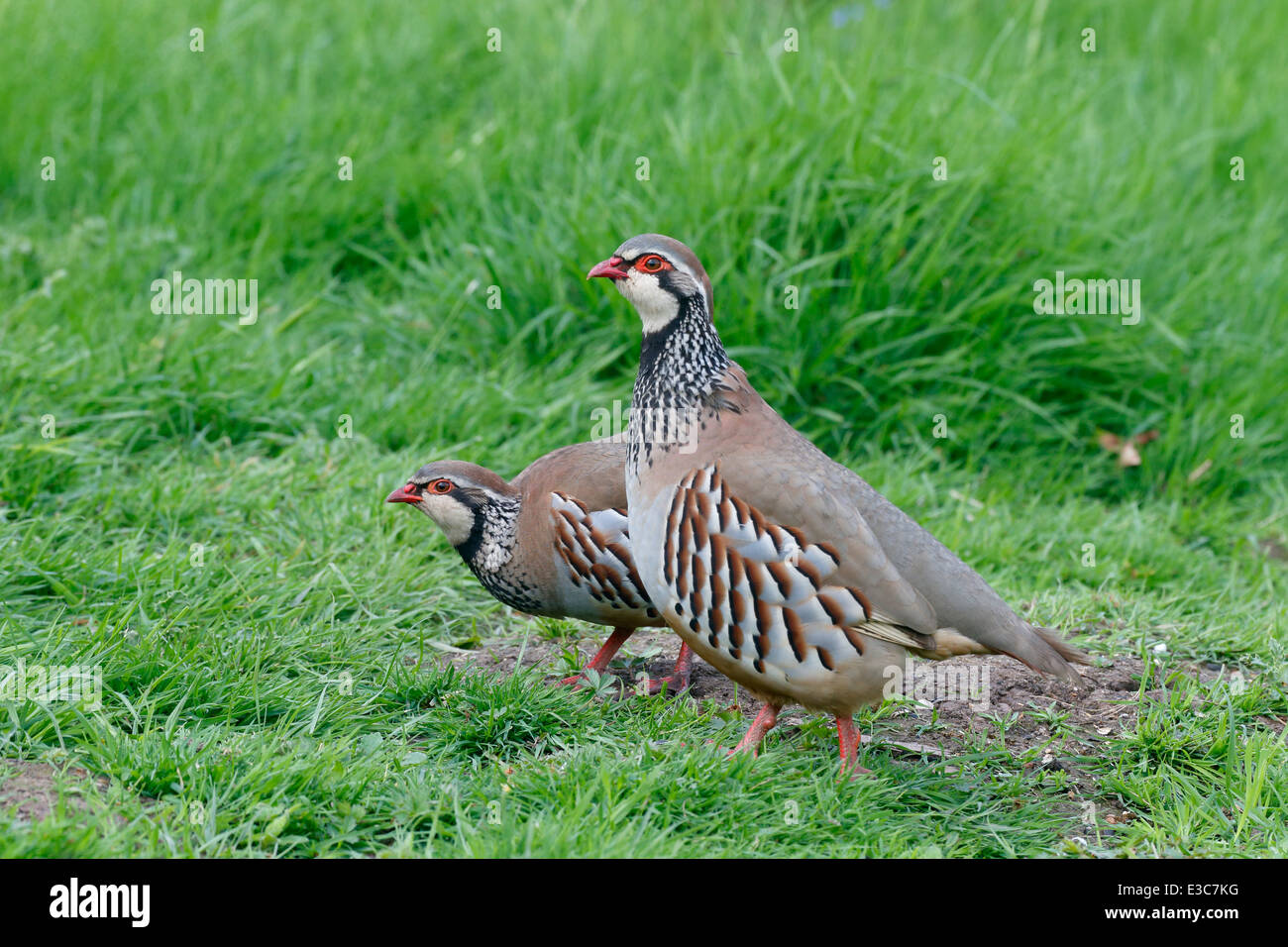 Red legged partridge french partridge hi-res stock photography and ...
