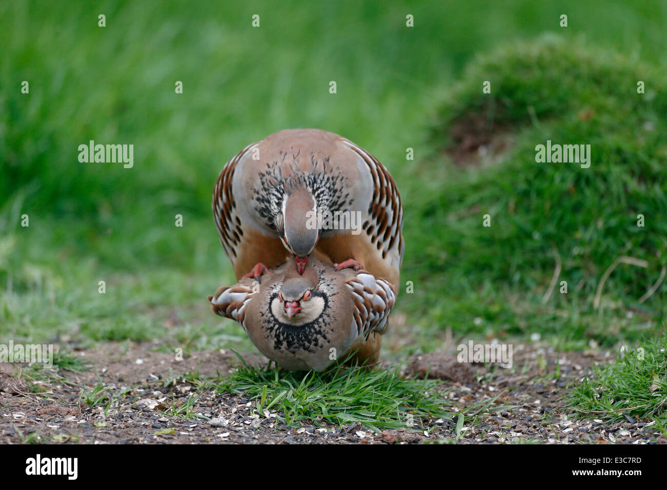Red-legged partridge, Alectoris rufa, two birds mating on grass ...